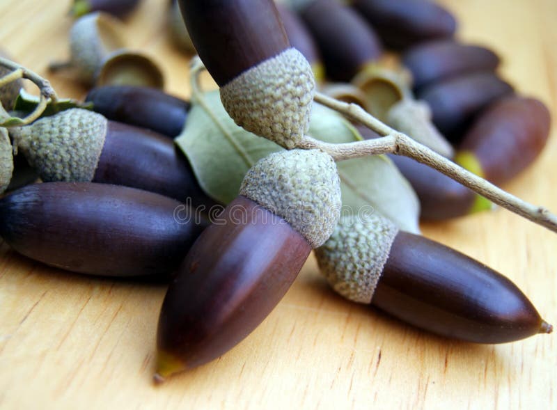 Semilla De La Fruta De La Bellota En Suelo Del Bosque Imagen de archivo ...