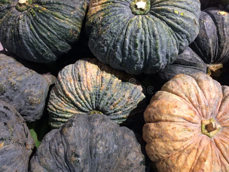 Fruta de la calabaza imagen de archivo. Imagen de pista - 99087923