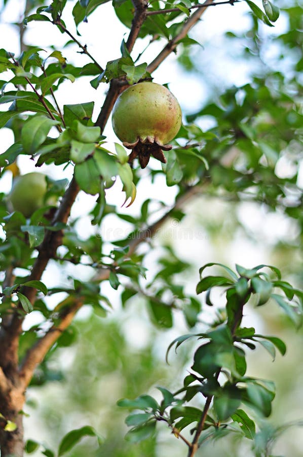 Fruta De La Granada En El árbol Verde Imagen de archivo - Imagen de ...