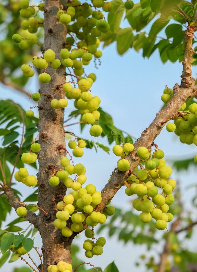 Fruta De La Grosella Espinosa De La Estrella Imagen de archivo - Imagen ...