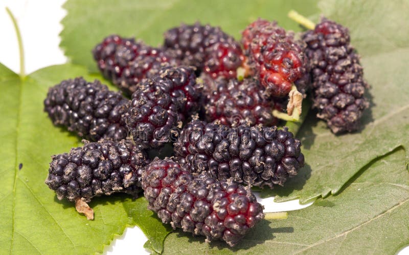Fruta de la mora imagen de archivo. Imagen de fruta, rojo - 90104839
