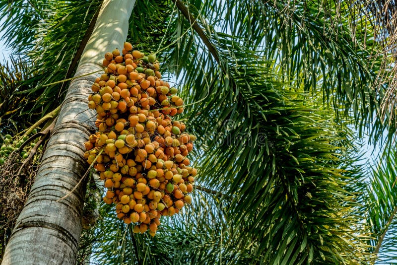 Fruta De La Palma De La Cola Del Zorro Imagen de archivo - Imagen de ...