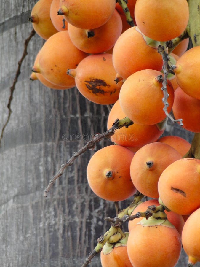 Fruta De La Palma De La Cola De Zorra Imagen de archivo - Imagen de ...