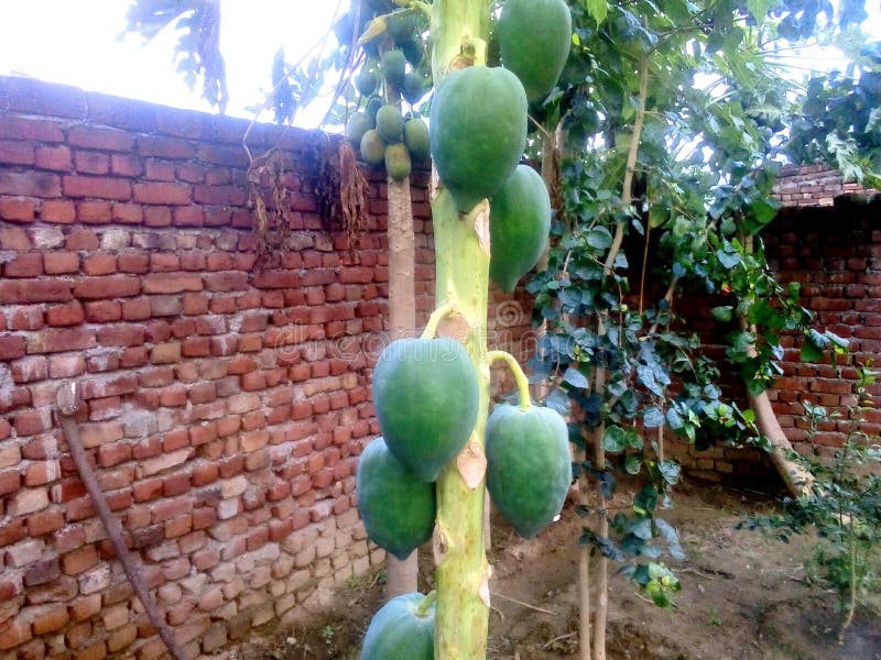 Fruta de la papa imagen de archivo. Imagen de sano, bueno - 168361867