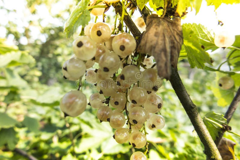 Fruta De La Pasa Blanca En El Arbusto Foto de archivo - Imagen de ...
