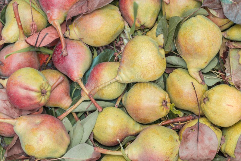Fruta De La Textura De La Pera Foto de archivo - Imagen de granja ...