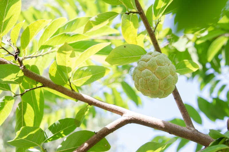 Fruta de las anonas imagen de archivo. Imagen de frescura - 53880307