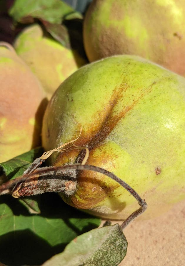 Fruta De Membrillo Expuesta Al Sol Imagen de archivo - Imagen de sano ...