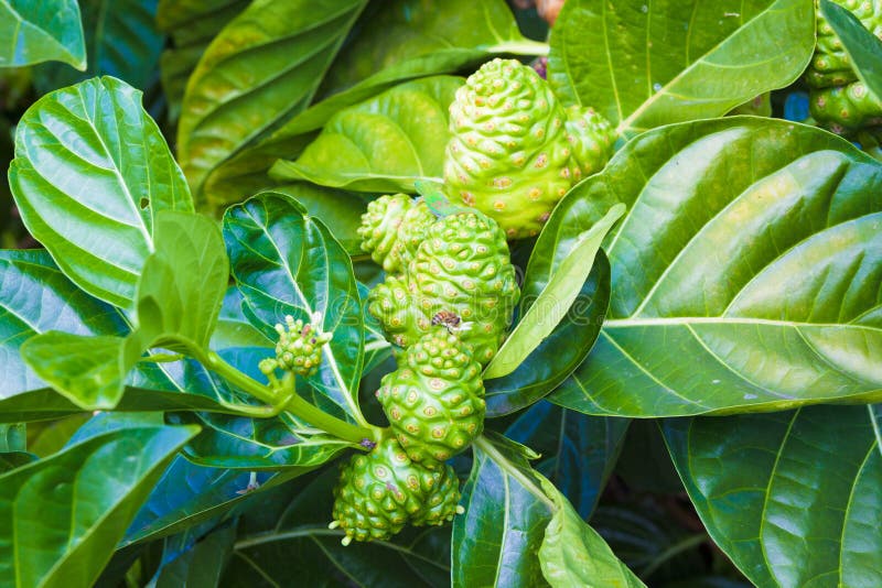 Planta de Noni imagen de archivo. Imagen de remedios - 116844793