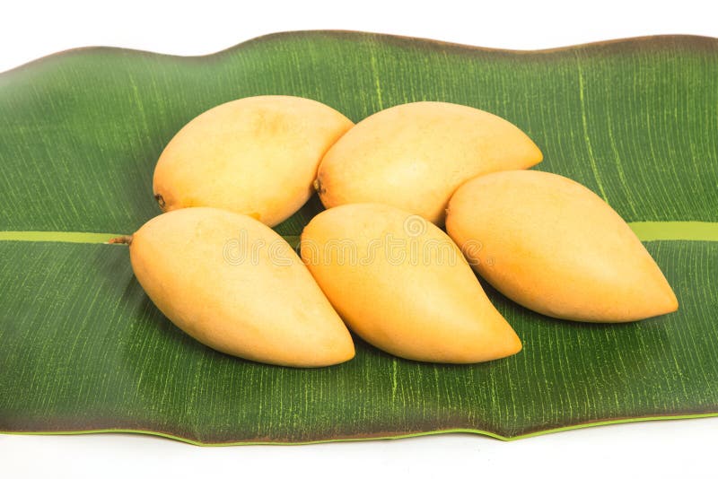 Fruta de oro del mango foto de archivo. Imagen de sabroso - 54405806