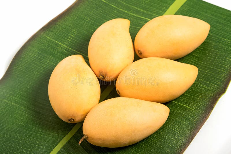 Mango de oro en árbol imagen de archivo. Imagen de dieta - 33432981