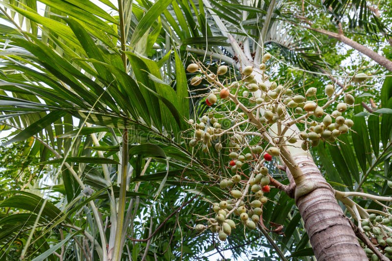 Palma del macarthur foto de archivo. Imagen de exterior - 89674508