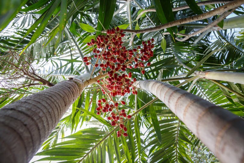 Palma del macarthur foto de archivo. Imagen de exterior - 89674508