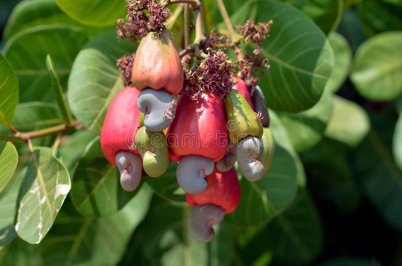 Fruta del anacardo foto de archivo. Imagen de orgánico - 93691980