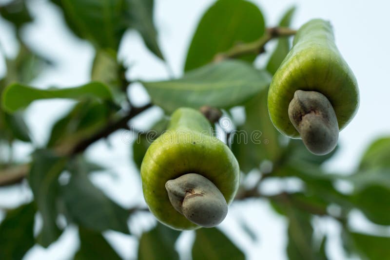 Fruta Del Anacardo En El árbol Imagen de archivo - Imagen de tuerca ...