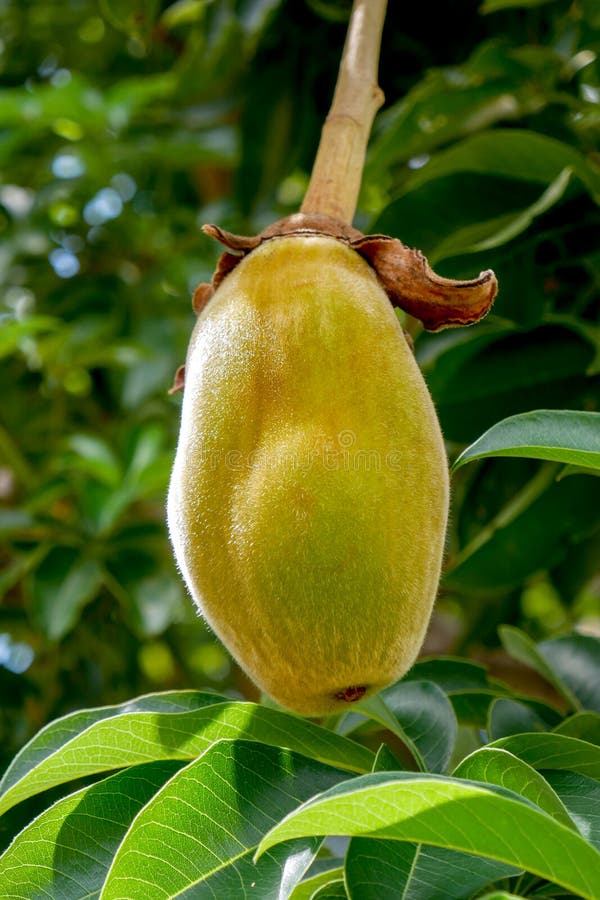 Fruta Del Baobab O Pan De Mono Africana Foto de archivo - Imagen de ...