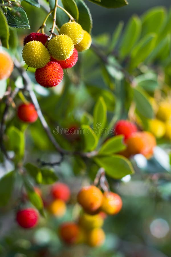 Fruta del bosque imagen de archivo. Imagen de germen, bosque - 4353483