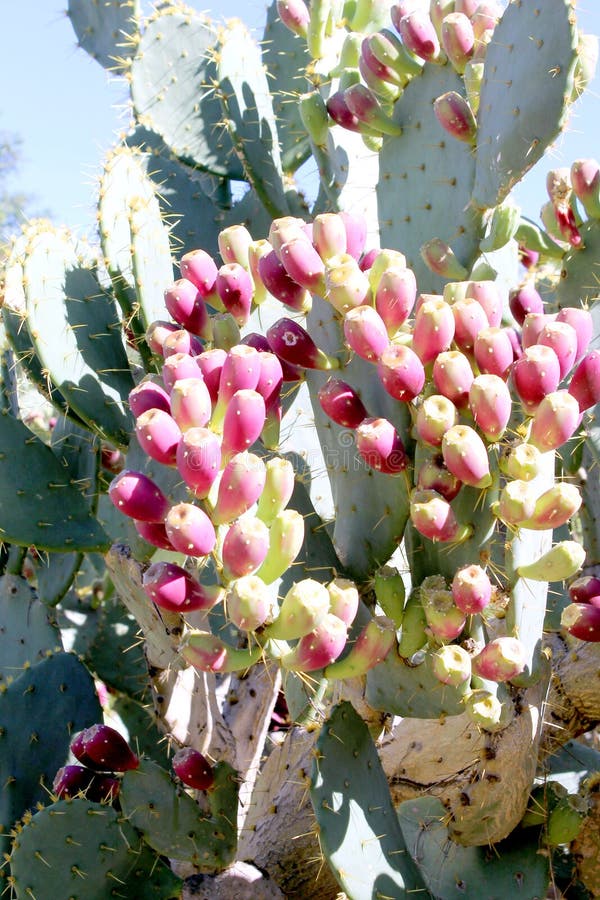 Cactus Del Higo Chumbo Con Las Frutas Imagen de archivo - Imagen de ...