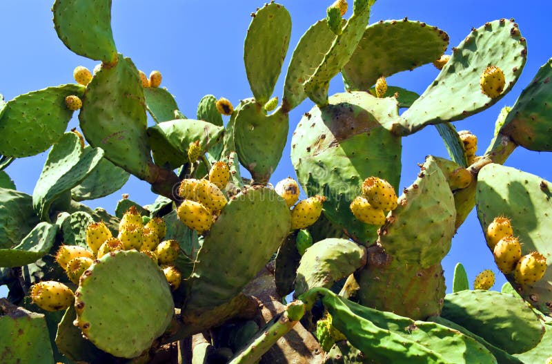 Fruta Del Cactus - Higo Chumbo Foto de archivo - Imagen de suculento ...