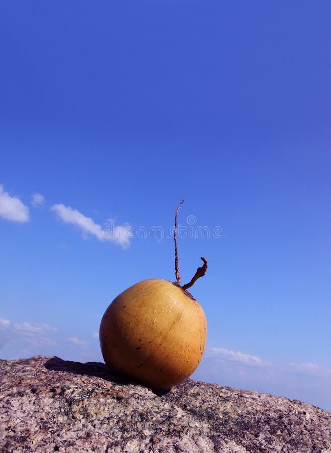 Fruta del coco foto de archivo. Imagen de coma, tropical - 11951556