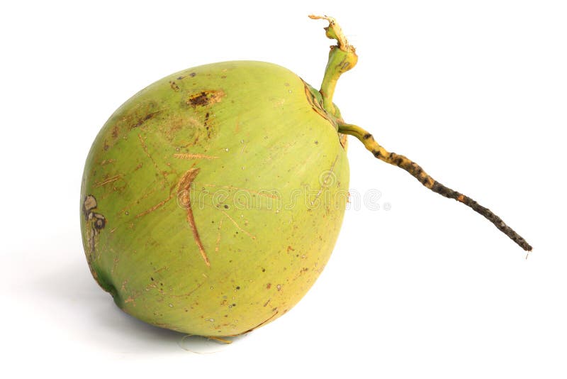 Fruta del coco foto de archivo. Imagen de longitud, sano - 25220602