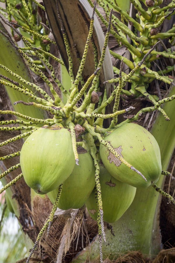 Fruta del coco imagen de archivo. Imagen de vacaciones - 42442855