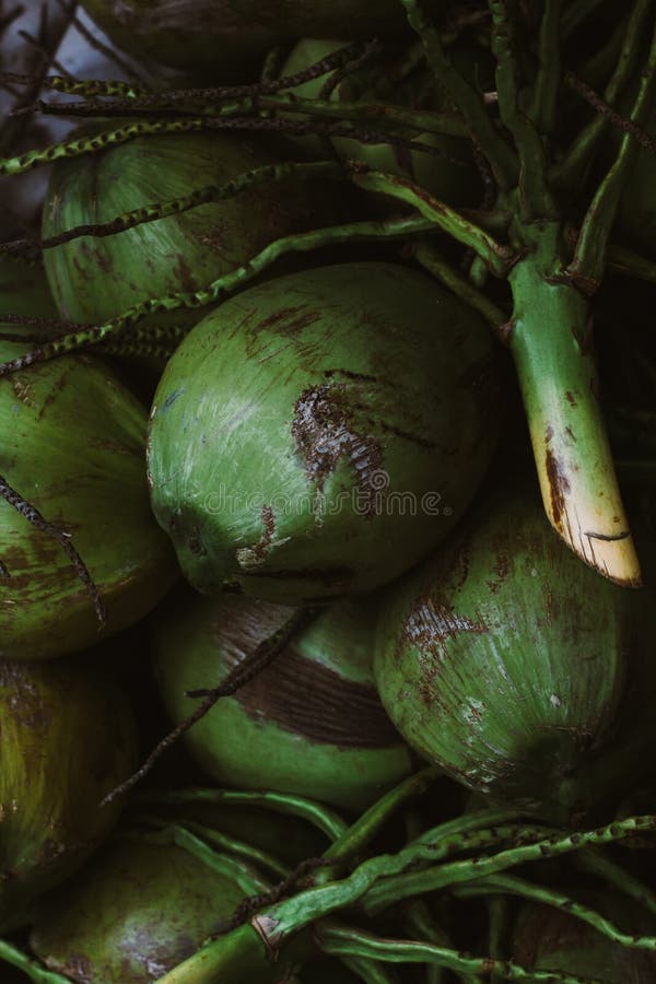 Fruta del coco foto de archivo. Imagen de fibra, tuerca - 53822012