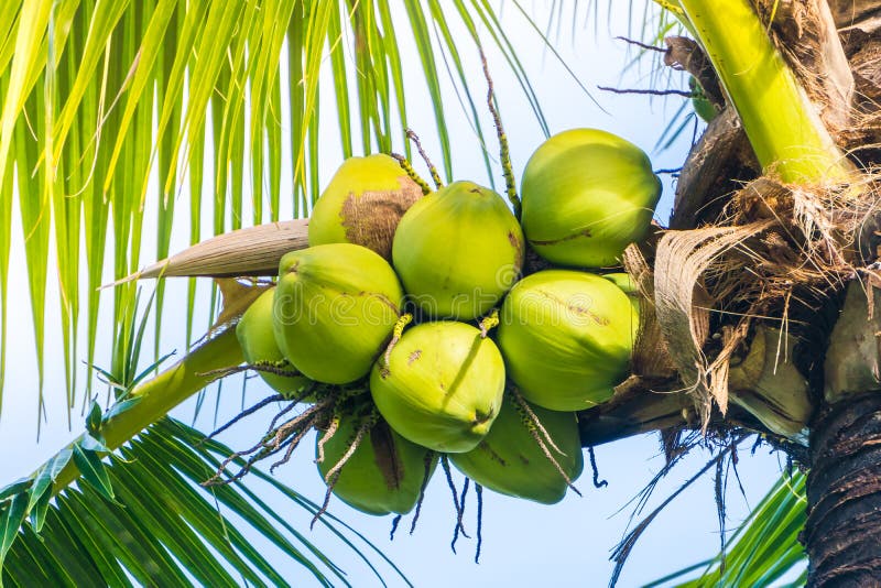 Fruta del coco foto de archivo. Imagen de maduro, fresco - 80132868