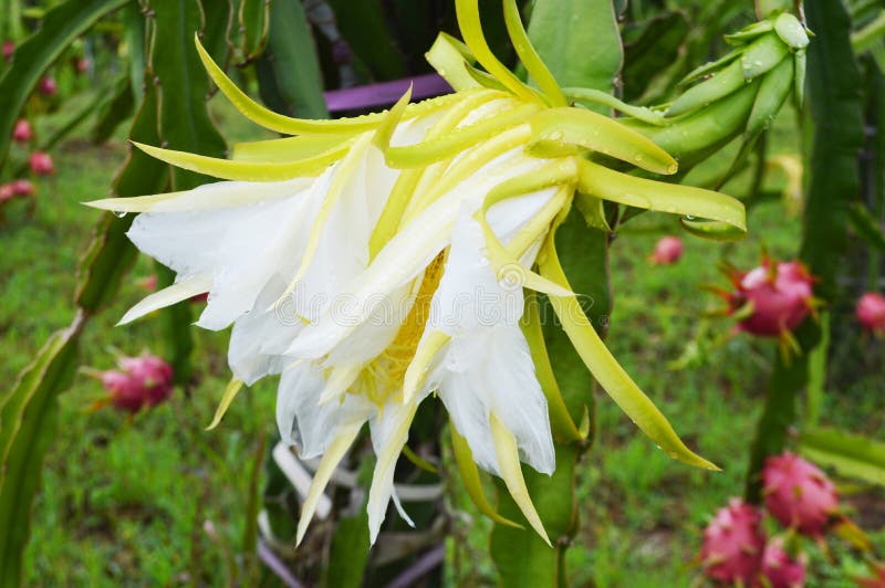 Plantación De La Fruta Del Dragón En Tailandia Imagen de archivo ...