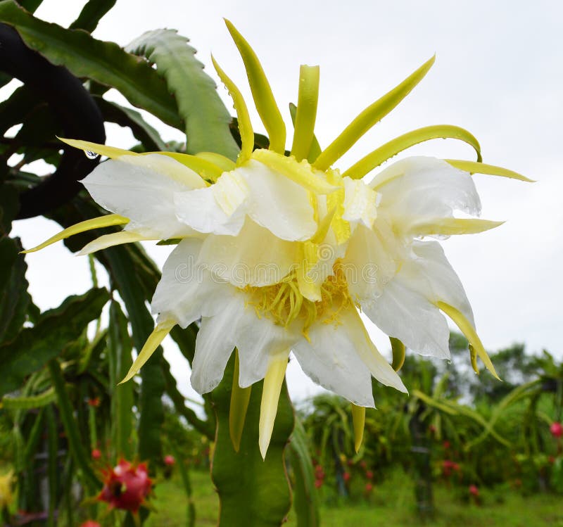 Fruta Del Dragón De La Flor Foto de archivo - Imagen de continuar ...