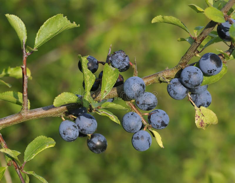 Endrinos - Frutas Del Endrino Foto de archivo - Imagen de negro, bayas ...