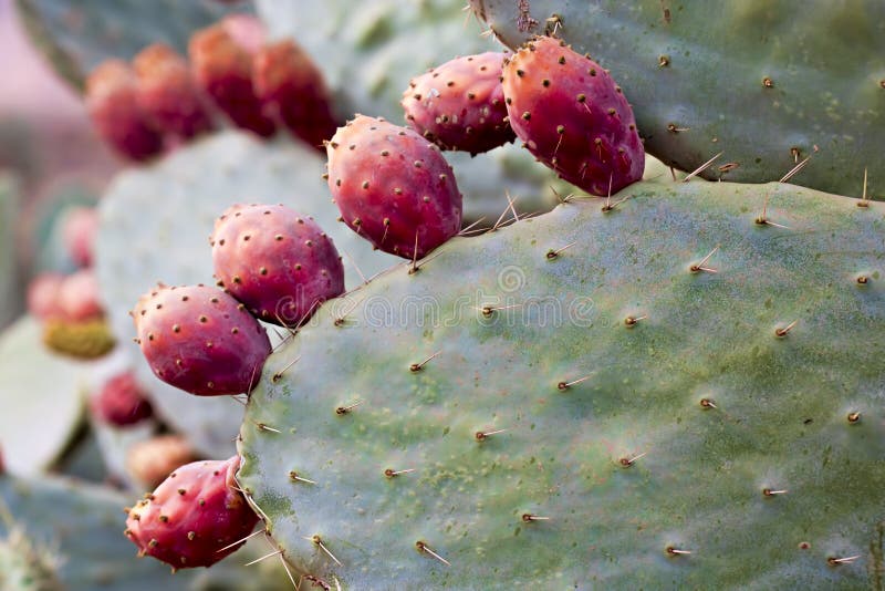 Cactus De La Fruta Del Higo Chumbo De La Opuntia Sobre El Arco Iris ...