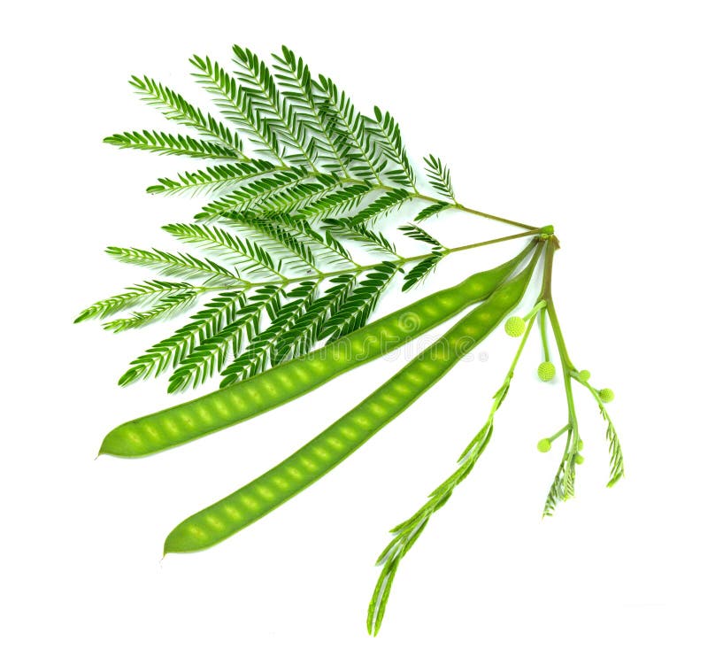 Fruta del Leucaena foto de archivo. Imagen de vaina, blanco - 44470346