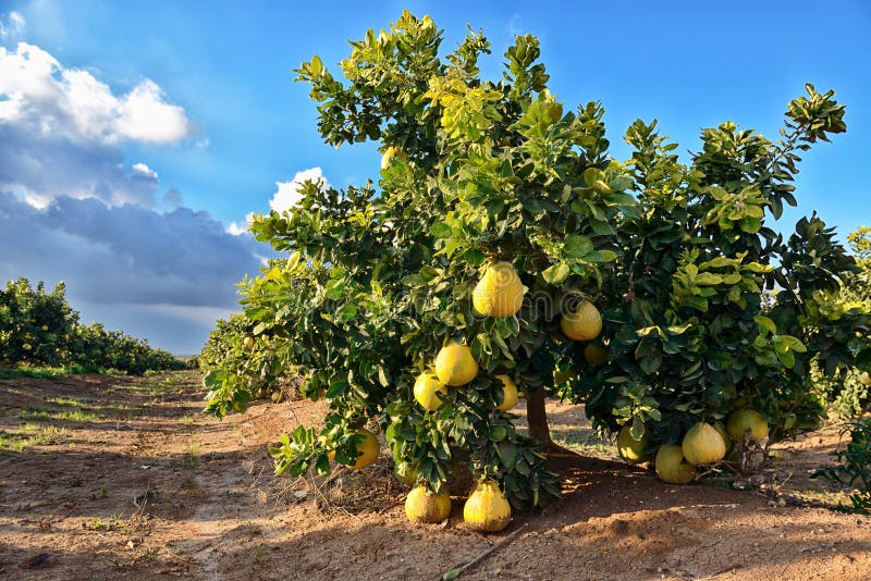 Fruta del pomelo imagen de archivo. Imagen de pomelo - 18188381