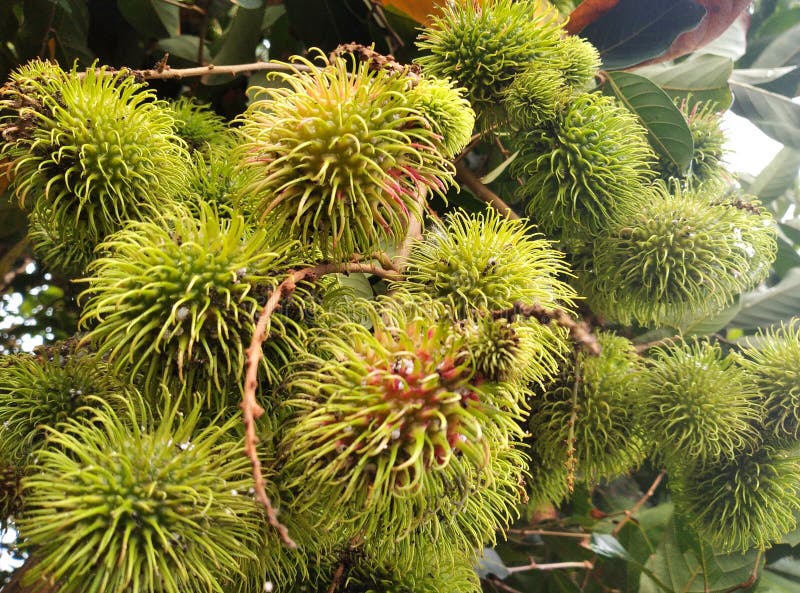 Textura De Fruta Peluda Que Cae En El Suelo En El Pueblo Foto de ...