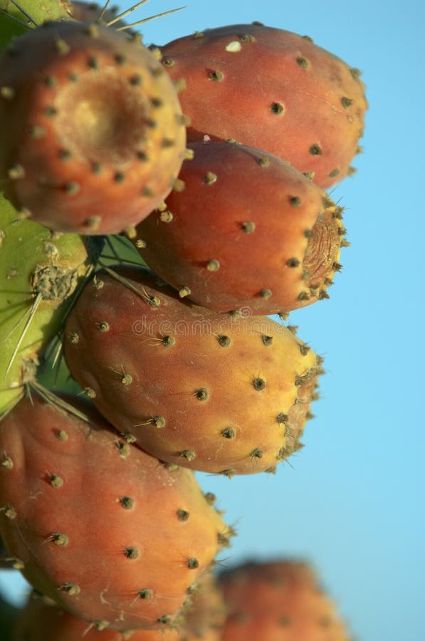 Fruta do cacto foto de stock. Imagem de marrocos, arizona - 6980438