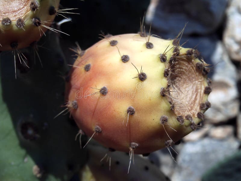 Isolado Do Fundo Do Fruto Do Cacto Imagem de Stock - Imagem de cacto ...