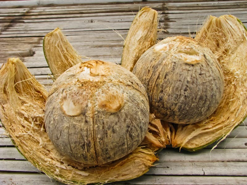 Coco imagem de stock. Imagem de botânica, tropical, fruta - 20806977