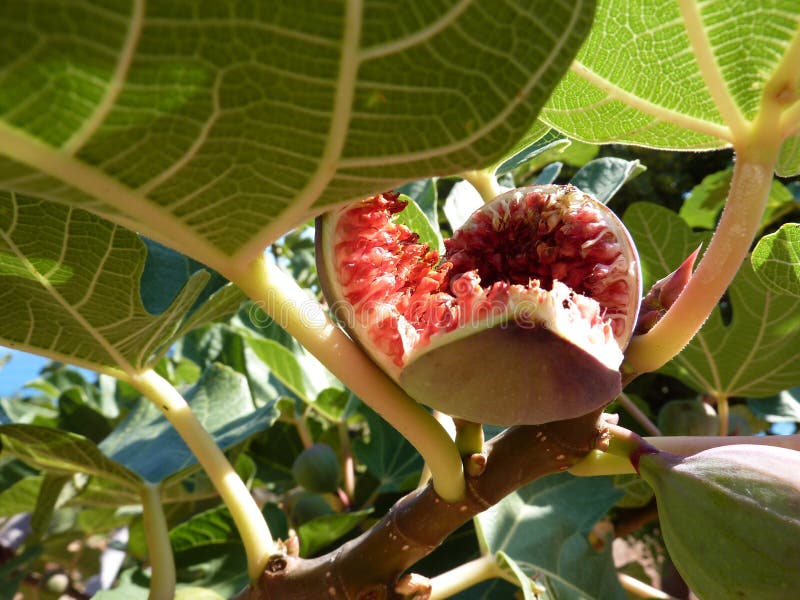 A fruta do figo imagem de stock. Imagem de fruta, nave - 18117947