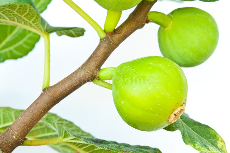 Fruta do figo foto de stock. Imagem de verde, fresco - 18331232
