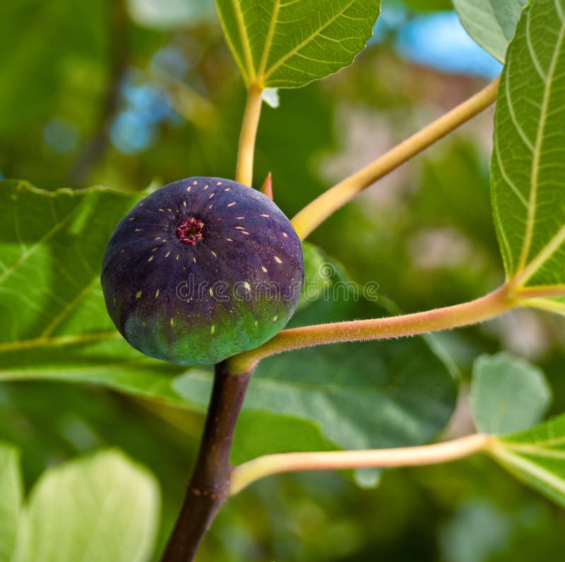 Fruta do figo na árvore foto de stock. Imagem de cultivar - 22353470