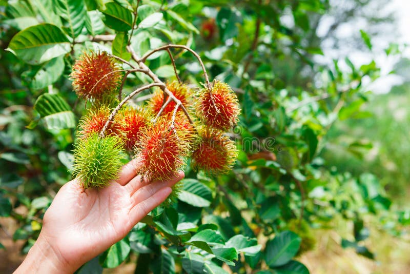 Fruta do Rambutan foto de stock. Imagem de alimento, hairy - 24517972