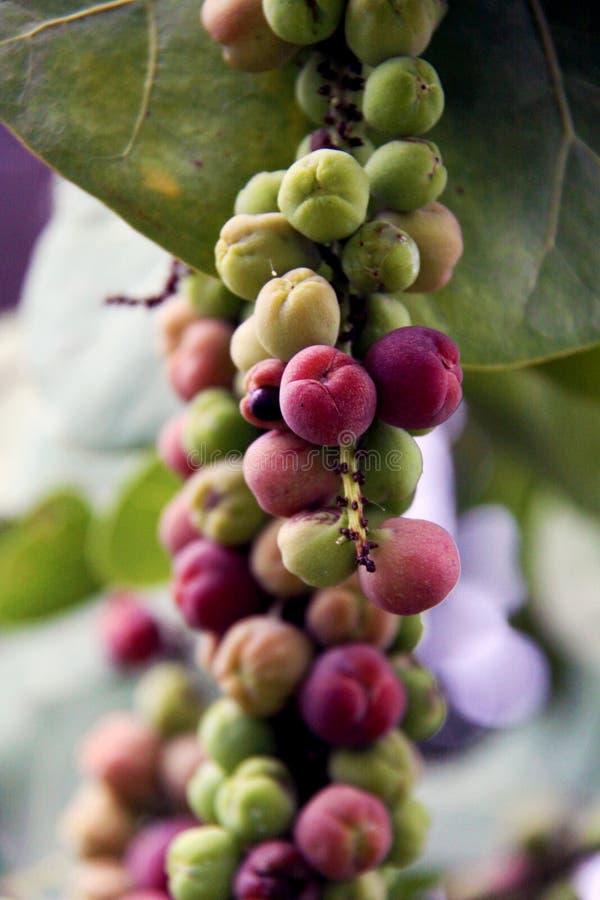 Fruta do tree3 imagem de stock. Imagem de vermelho, flores - 10799081