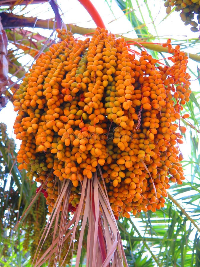 Palma datilera imagen de archivo. Imagen de frutas, cubo - 55723065
