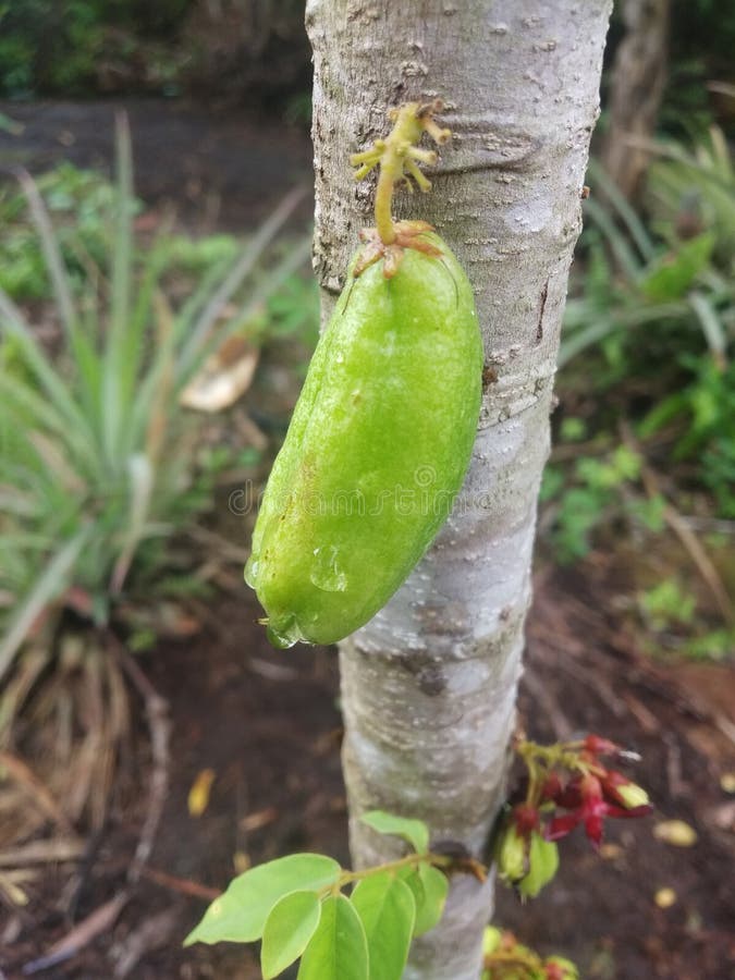 Fruta Estrella De Color Verde Imagen de archivo - Imagen de suelo ...