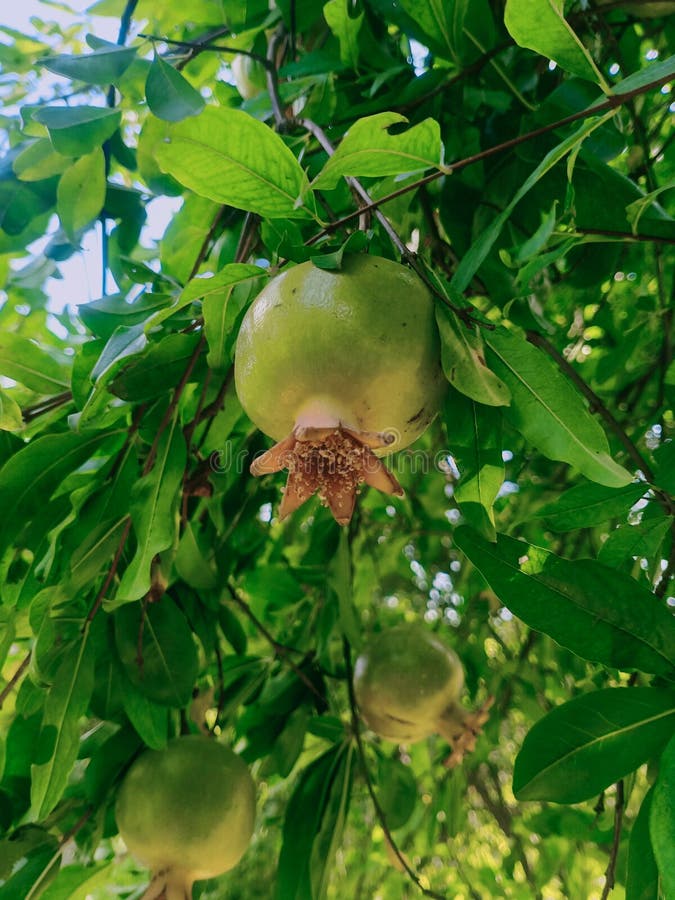 Granada verde imagen de archivo. Imagen de tallo, verde - 12359621