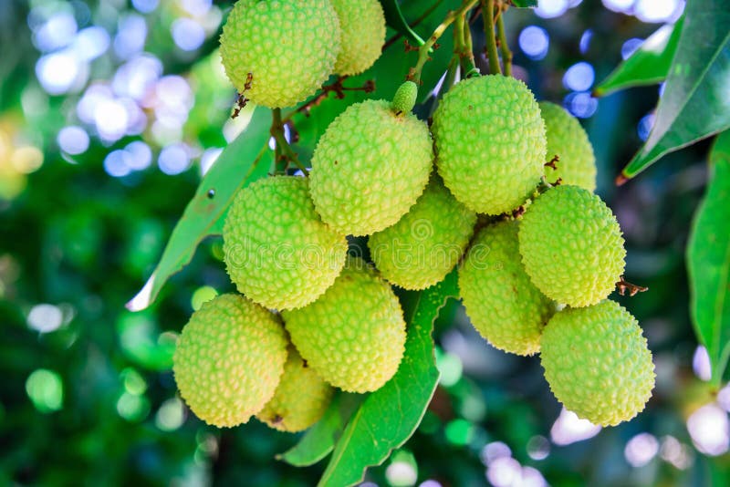 Fruta de Lychee foto de archivo. Imagen de lychee, fruta - 11963754