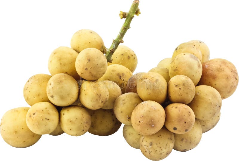 Fruta Larga Del Gongo De Tailandia Foto de archivo - Imagen de asia ...