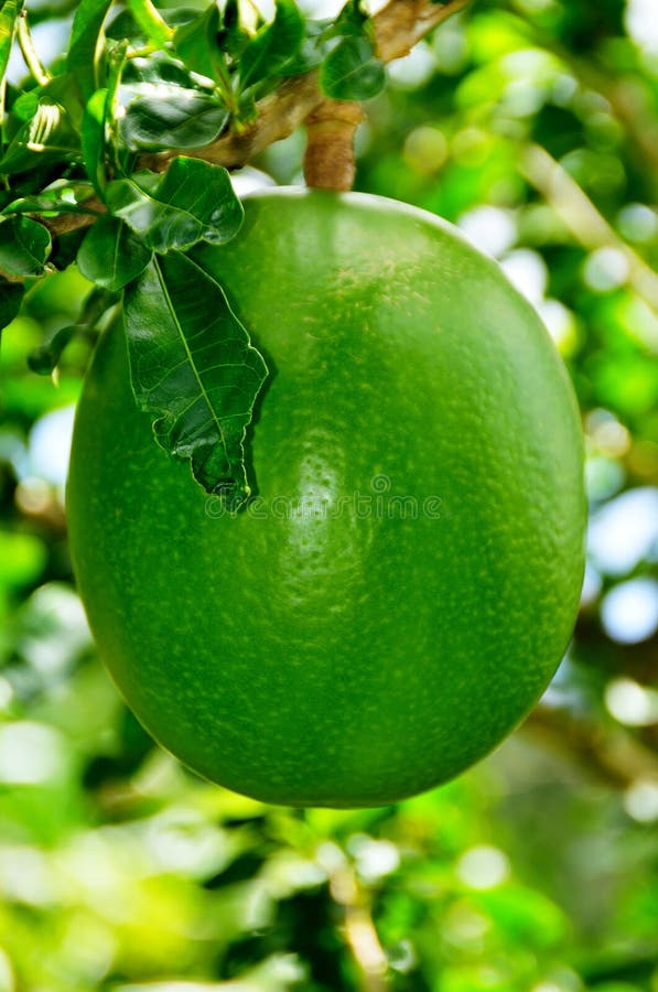 Fruto De Calabaza De La Calabaza De La Botella Calabaza Aislada Sobre ...