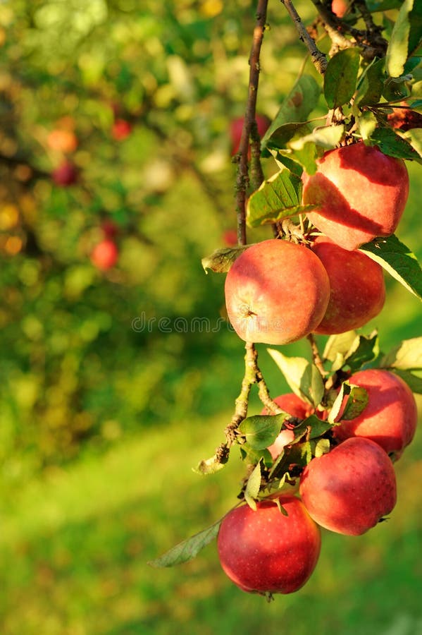 Fruta madura de la manzana foto de archivo. Imagen de sano - 12595238